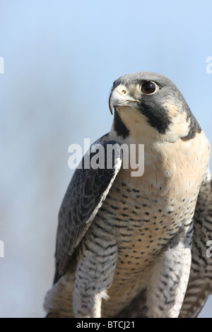 A closeup of the face of a Peregrine Falcon (Falco peregrinus) staring ...