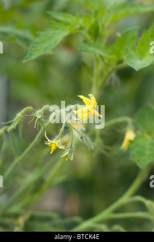 The tomato (Solanum lycopersicum Stock Photo - Alamy
