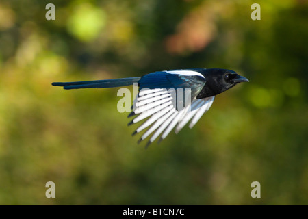 European magpie in flight, UK Stock Photo: 33121525 - Alamy