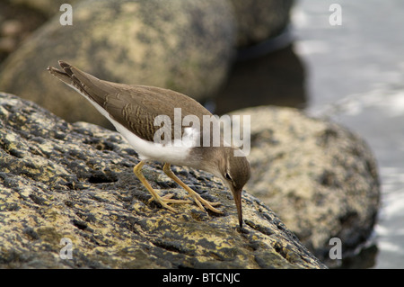 Spotted Sandpiper (Actitis macularius) walking on coastal rocks during ...