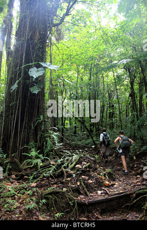 Walking the Waitukubuli National trail, Dominica Stock Photo - Alamy