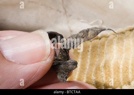 Weasel (Mustela nivalis). Dropping, excreta, excretion, or pooh resting ...