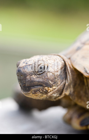 Mediterranean Spur-thighed Tortoises (Testudo graeca). Juveniles ...