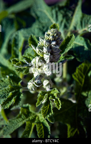 Hollyhocks in bloom in a garden Stock Photo - Alamy