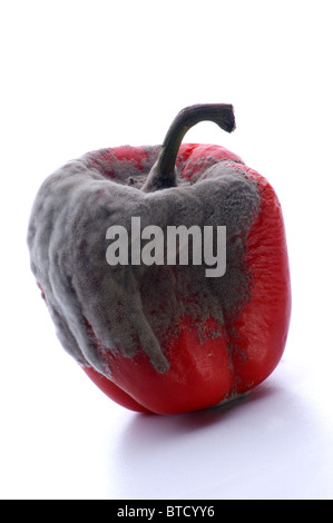 paprika mouldy organic vegetable unhealthy to eat Stock Photo - Alamy