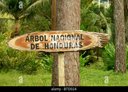 Honduras Pine, the national tree of Honduras, Lancetilla Botanical ...