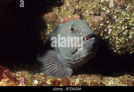 A large Wolf fish (Anarhichas lupus) crunching shells in its mouth ...