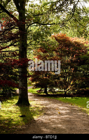 Japanese Oak Tree Leaves, Quercus crispula, Fagaceae, Sakhalin, Japan ...