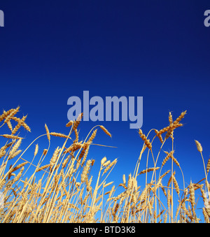 stems of the wheat under sky Stock Photo - Alamy