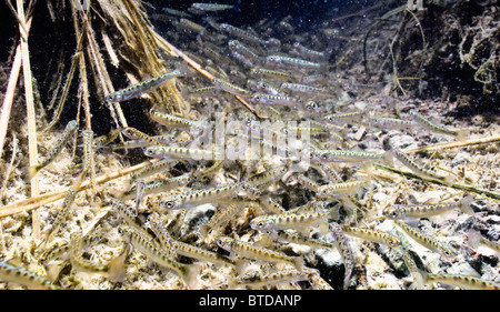 Chum Salmon smolts waiting for tidal change to migrate out to sea ...