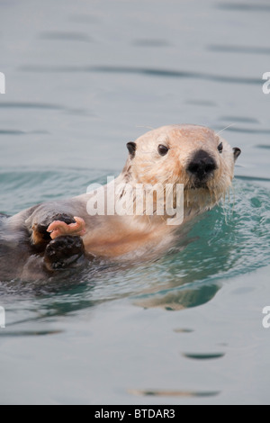 A lone sea otter floats in calm gray water, head raised, gazing at the ...