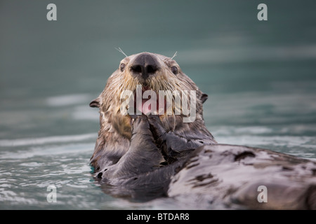 A lone sea otter floats in calm gray water, head raised, gazing at the ...