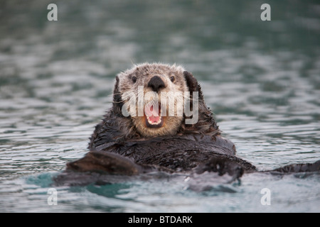 A lone sea otter floats in calm gray water, head raised, gazing at the ...