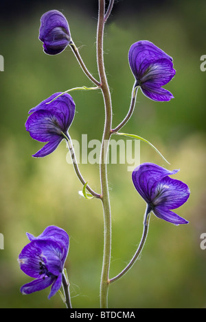 Blooming purple wildflower in the meadow Stock Photo - Alamy