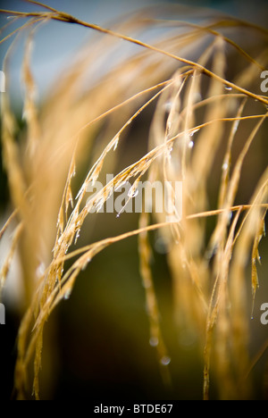 Morning dew on the heads and leaves of roses Stock Photo - Alamy