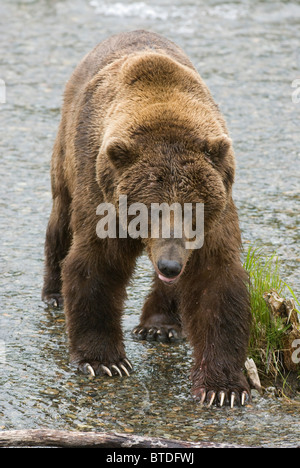 Brown Bear Standing in Shallow Water Against Scenic Wilderness Stock ...