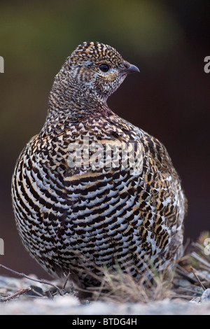SPRUCE GROUSE (Falcipennis canadensis) adult male Algonquin State Park ...