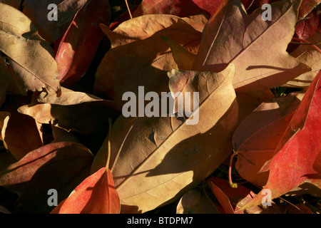 Dry autumn leaves on ground Stock Photo - Alamy