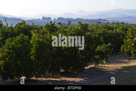 Scenic view of a Lowveld citrus orchard with ripe fruit on the trees ...