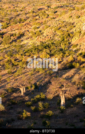 A Limpopo landscape with Baobab trees in South Africa Stock Photo - Alamy