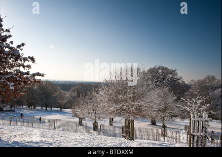 snowy winter trees in Richmond Park, London Stock Photo - Alamy