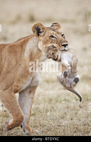 African Lioness carrying a Cub in her mouth with two Cubs beside her ...