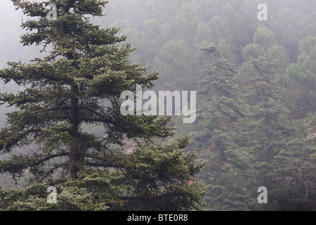 Abies pinsapo (Spanish Fir) trees in the Sierra Bermeja mountains ...