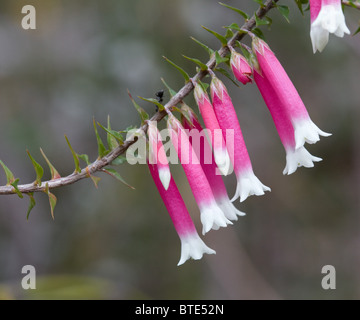 Sydney Australia, pink flowers of a native melicope rubra or little ...