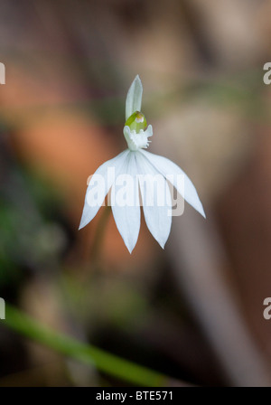 White Fingers Orchid (Caladenia catenata), Royal National Park, Sydney ...
