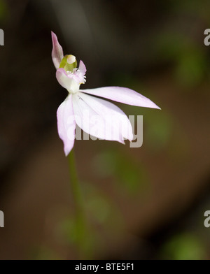 White Fingers Orchid (Caladenia catenata), Royal National Park, Sydney ...