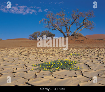 Small blue flowers in a clay pot outdoors Stock Photo - Alamy