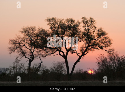 sunset in the bushveld Stock Photo - Alamy