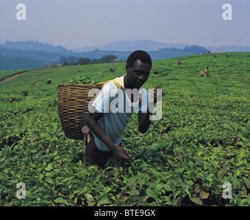 A Tea plantation in the Honde Valley of Zimbabwe Stock Photo - Alamy