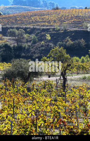 Vineyard in the Priorat region of Spain Stock Photo - Alamy