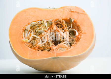 Sprouting pumpkin seeds and fibrous strands within cut pumpkin, close ...