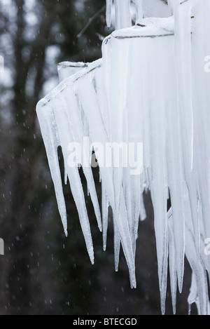 Icicles on branches, with close up views of what looks like a snake ...
