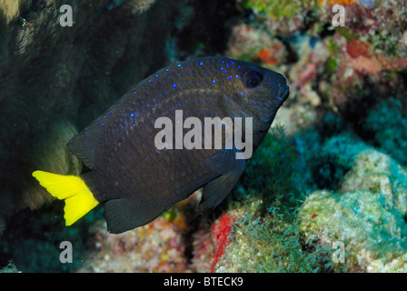 Yellowtail Damselfish (Microspathodon chrysurus) juvenile hiding in ...