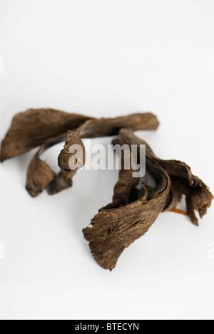 Trumpet of death mushroom (Craterellus cornucopioides Stock Photo - Alamy