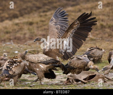 griffon vultures fighting over their food Stock Photo - Alamy