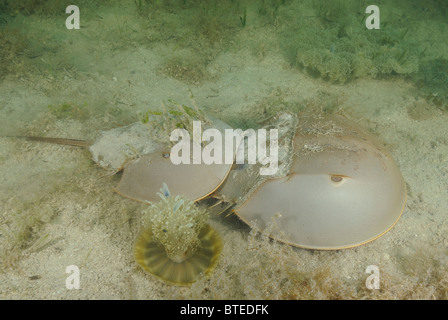 horseshoe, crab, gulf of Mexico, Key Largo Florida Stock Photo - Alamy