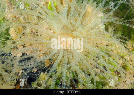 Corkscrew anemone off Key Largo, Gulf of Mexico, Florida, USA Stock ...