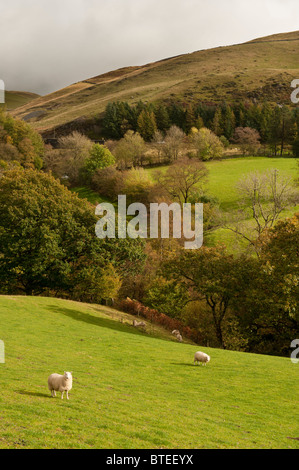 The sheep grazing in the rural Welsh landscape near Whitesands Bay ...