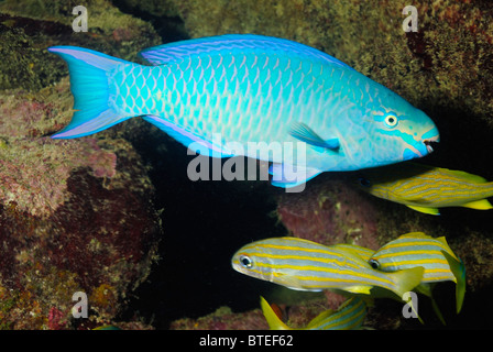 A QUEEN PARROTFISH Scarus vetula SLEEPS IN THE MUCOUS COCOON IT ...