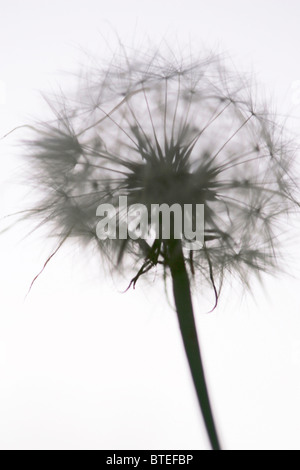 Close up of dandelion seed head Stock Photo - Alamy
