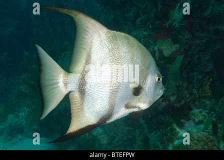 Atlantic spadefish off Key Largo coast, Florida, USA Stock Photo - Alamy