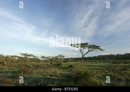 Landscape and lone flat-topped tree Stock Photo - Alamy