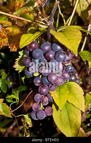 Vine and bunch of black grapes in a field. Bunches of red grapes ...