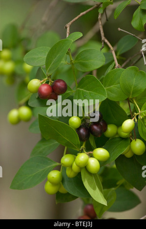 Simple spined num num (Carissa edulis) with fruit Stock Photo - Alamy