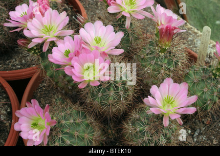 Lloyd's Hedgehog Cactus (Echinocereus x roetteri), natural hybrid ...