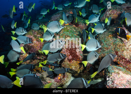 School of razor surgeonfish, Galapagos, Ecuador Stock Photo - Alamy